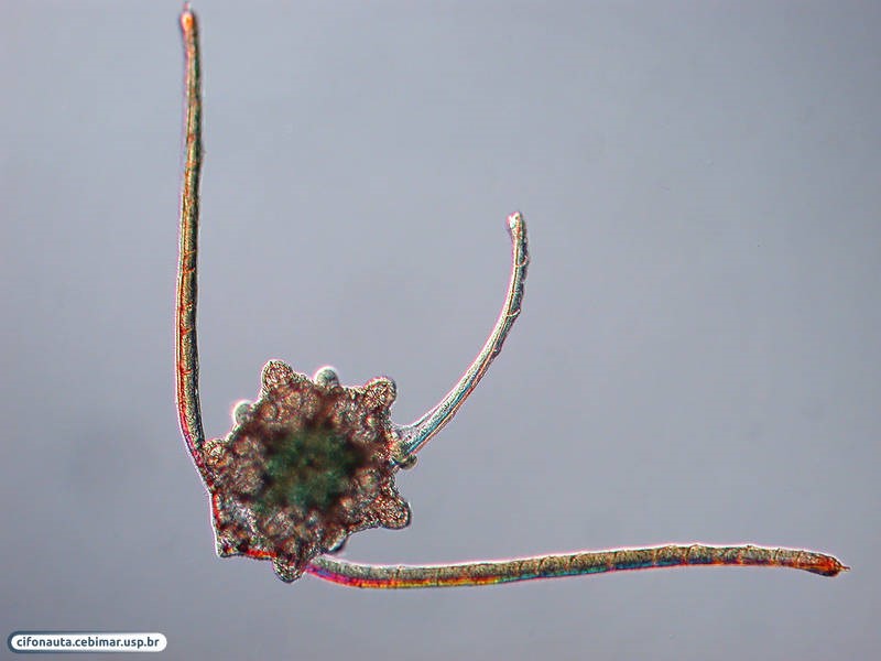 Ophiuroidea (Ofiuroides)