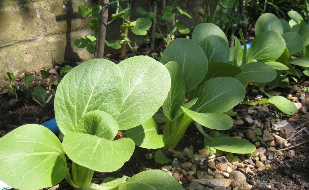 Grow Pak Choi: from garden to wok! | Grow Your Own Veg Blog. Gardening ...