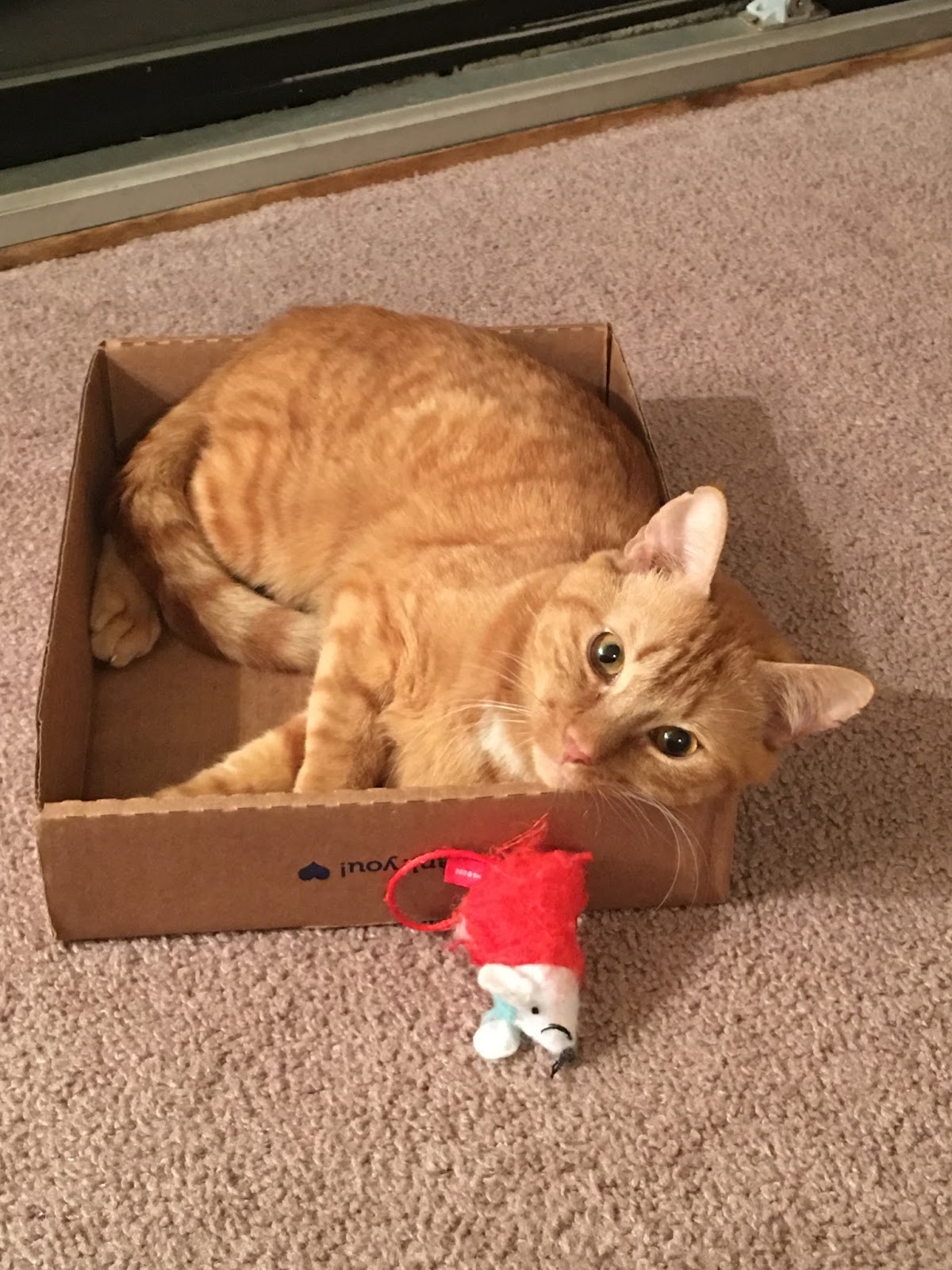 Exclusively Cats Veterinary Hospital Blog: Meet our August Cat of the ...