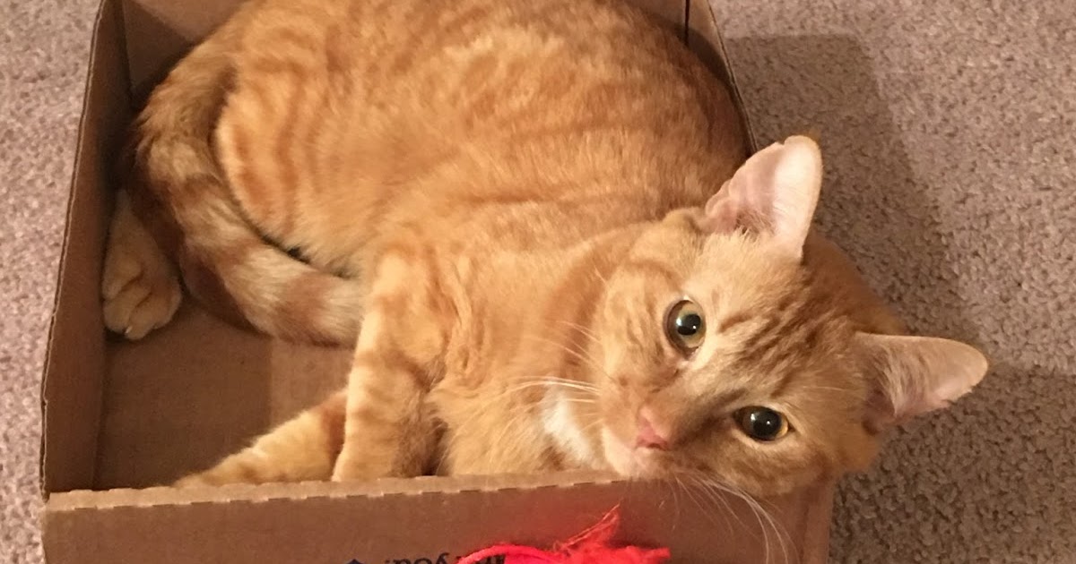 Exclusively Cats Veterinary Hospital Blog: Meet our August Cat of the ...