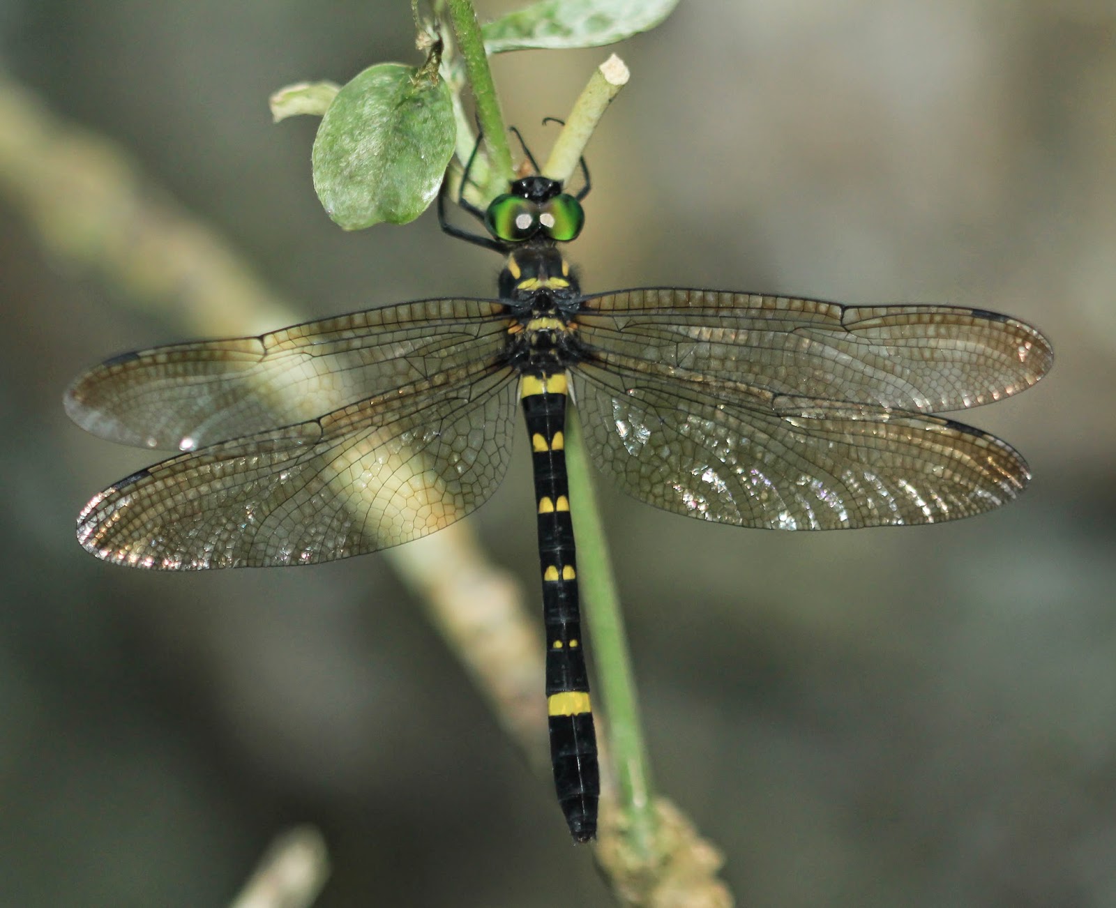 VietOdonata: A 2-days Trip To Xuân Son