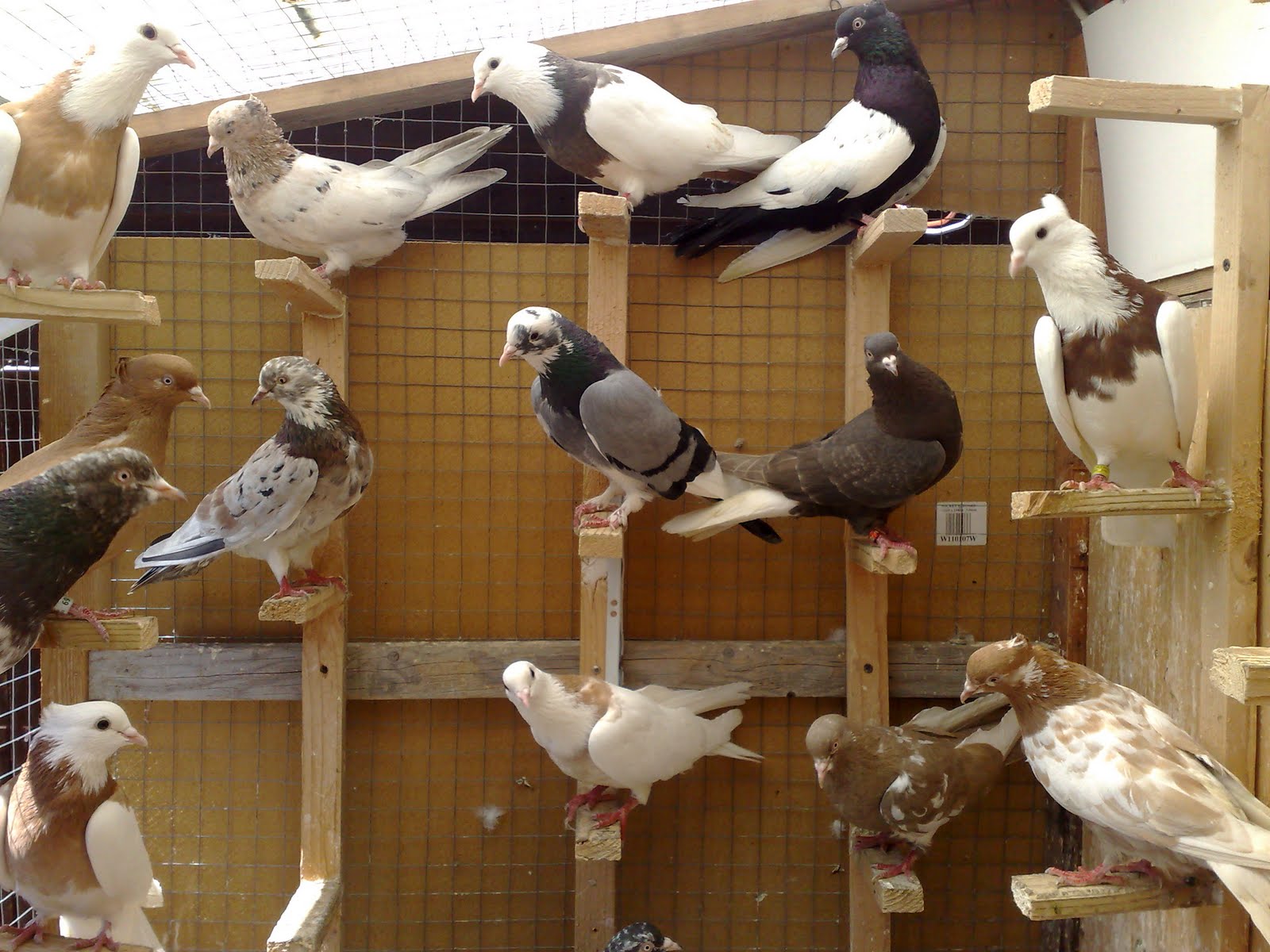 Rezas Iranian Pigeons