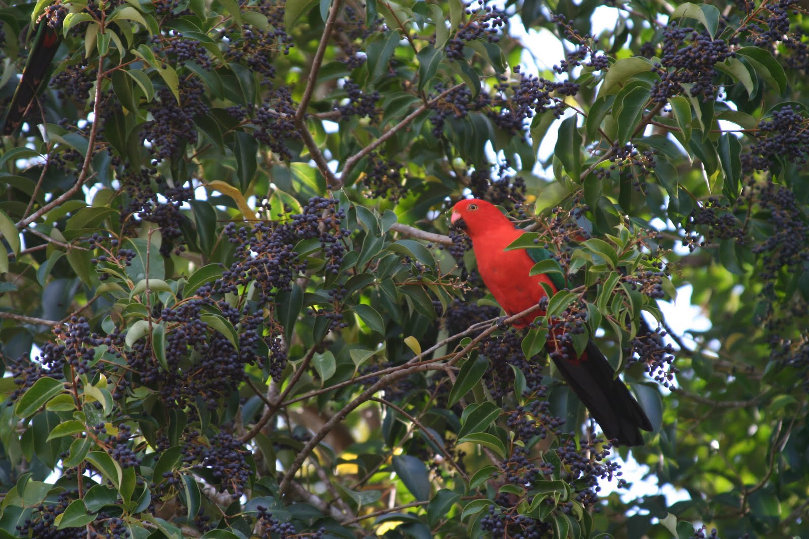 Parrots Pet Guide: Why are some parrots Red