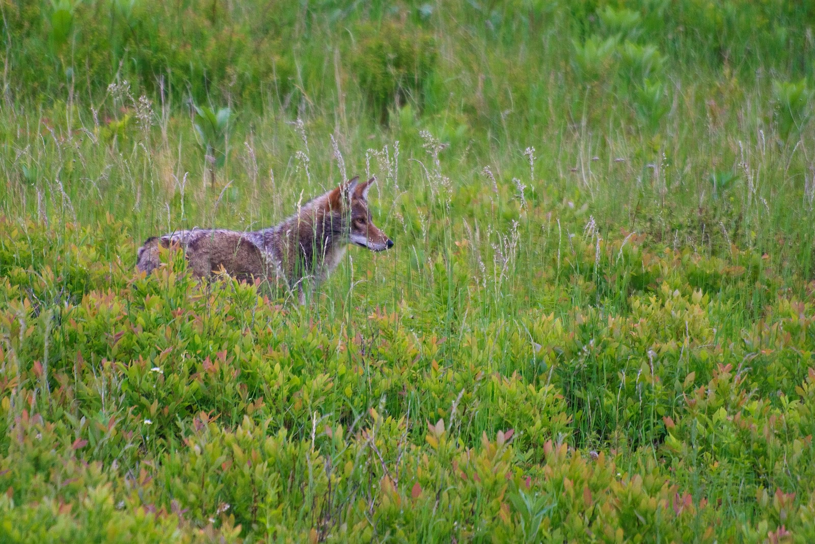 Whimbrel Nature: Life and Death at Big Meadows, Shenandoah National ...