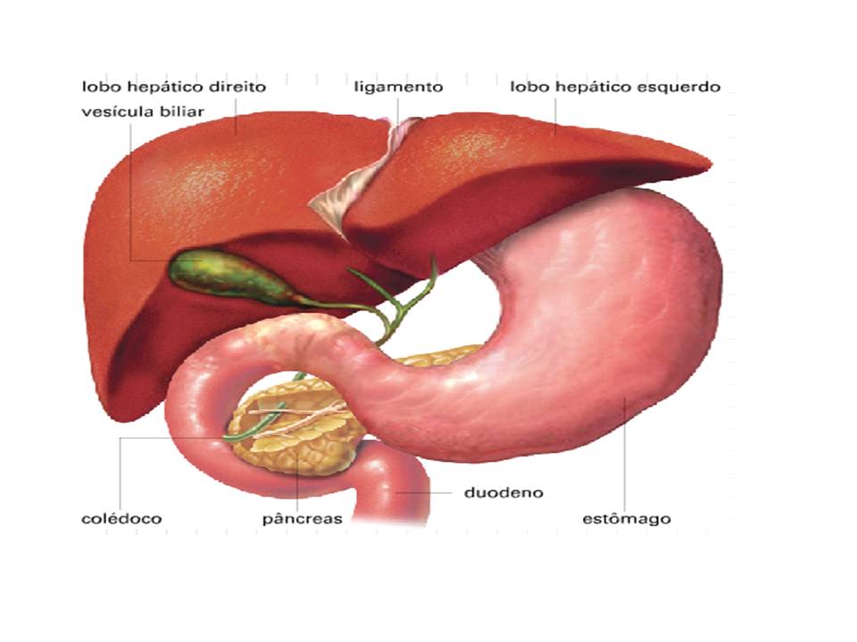 O Pancreas E O Figado Sao Glandulas Anexas Do Sistema - BRAINCP