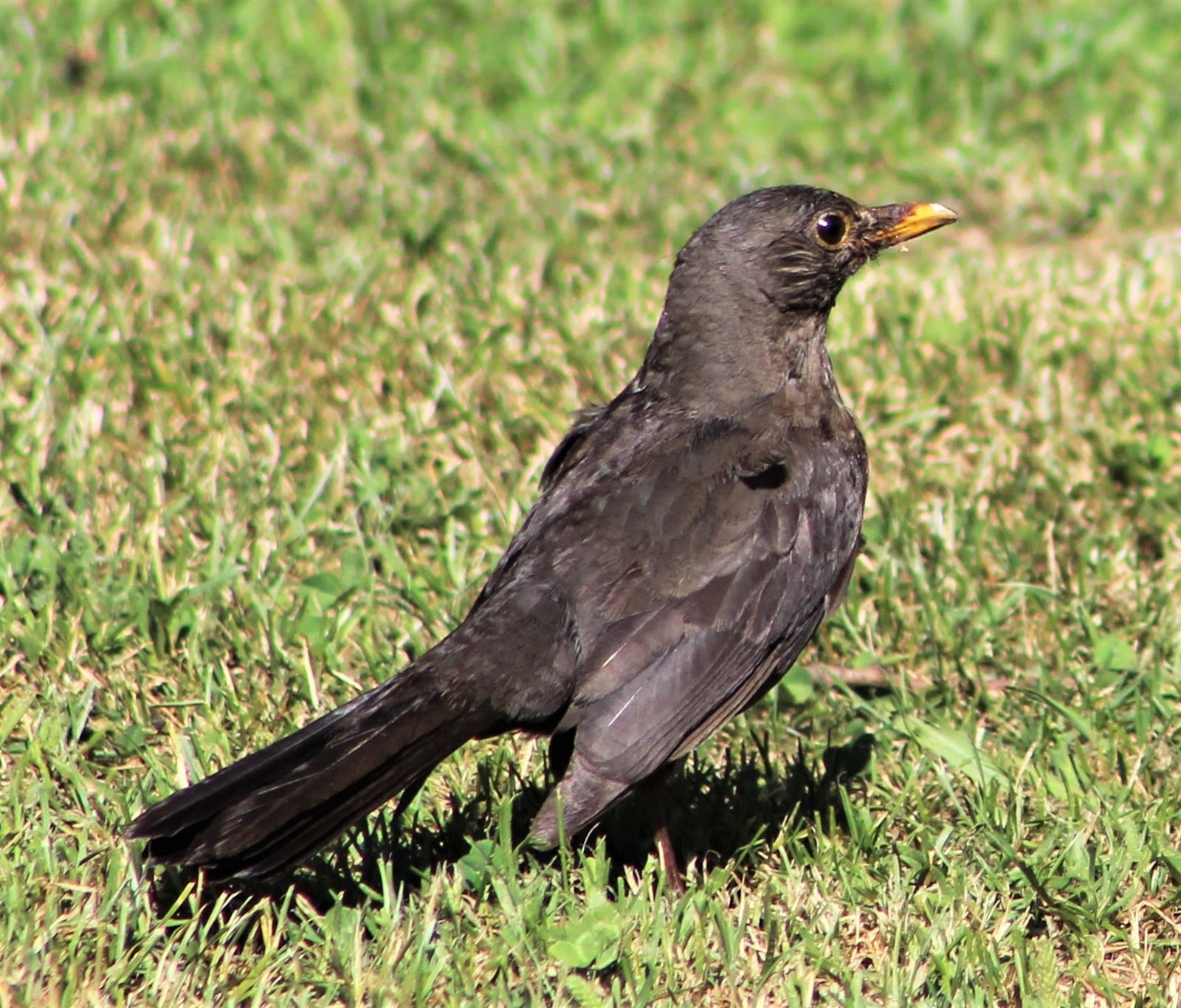 Imagens da vida animal: Melro-preto (Turdus merula) (Fêmea)