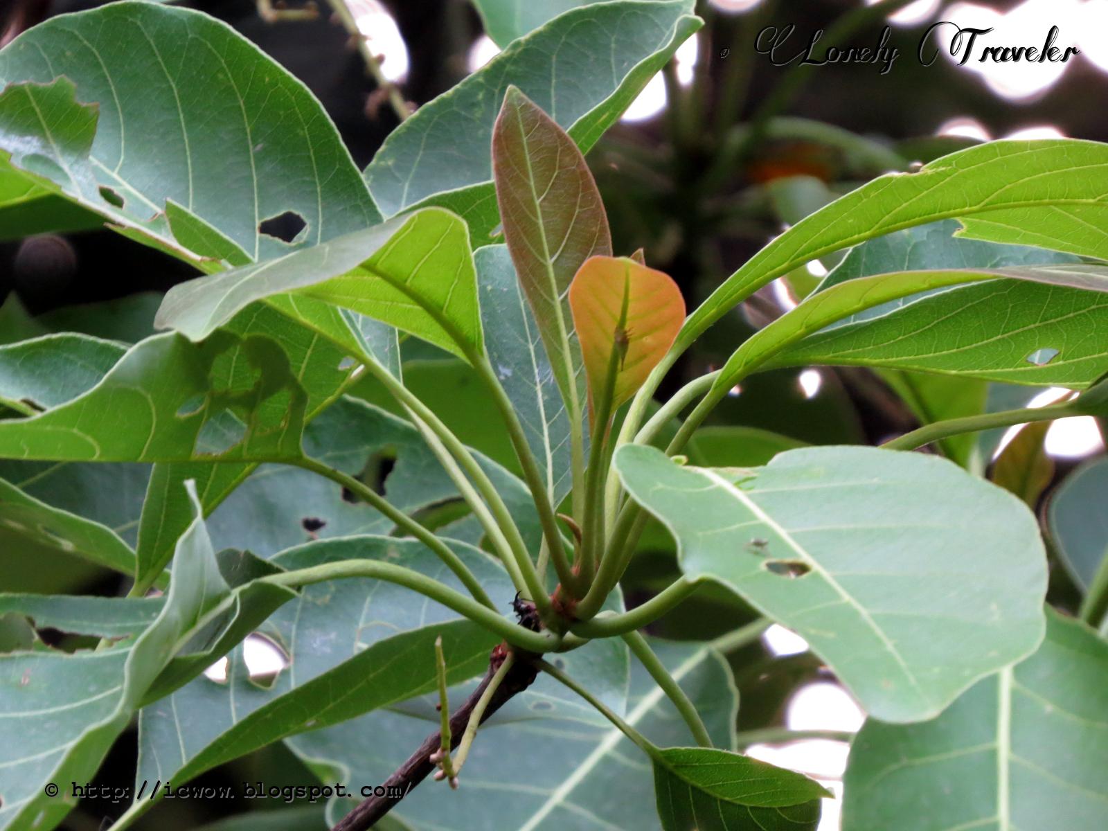 Bohera ful (বহেড়া ফুল) - Terminalia bellirica