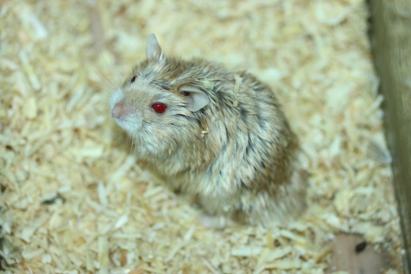 Campbell Argente ( Hamster Gallery ) | Jual Perlengkapan Dan Aksesoris ...