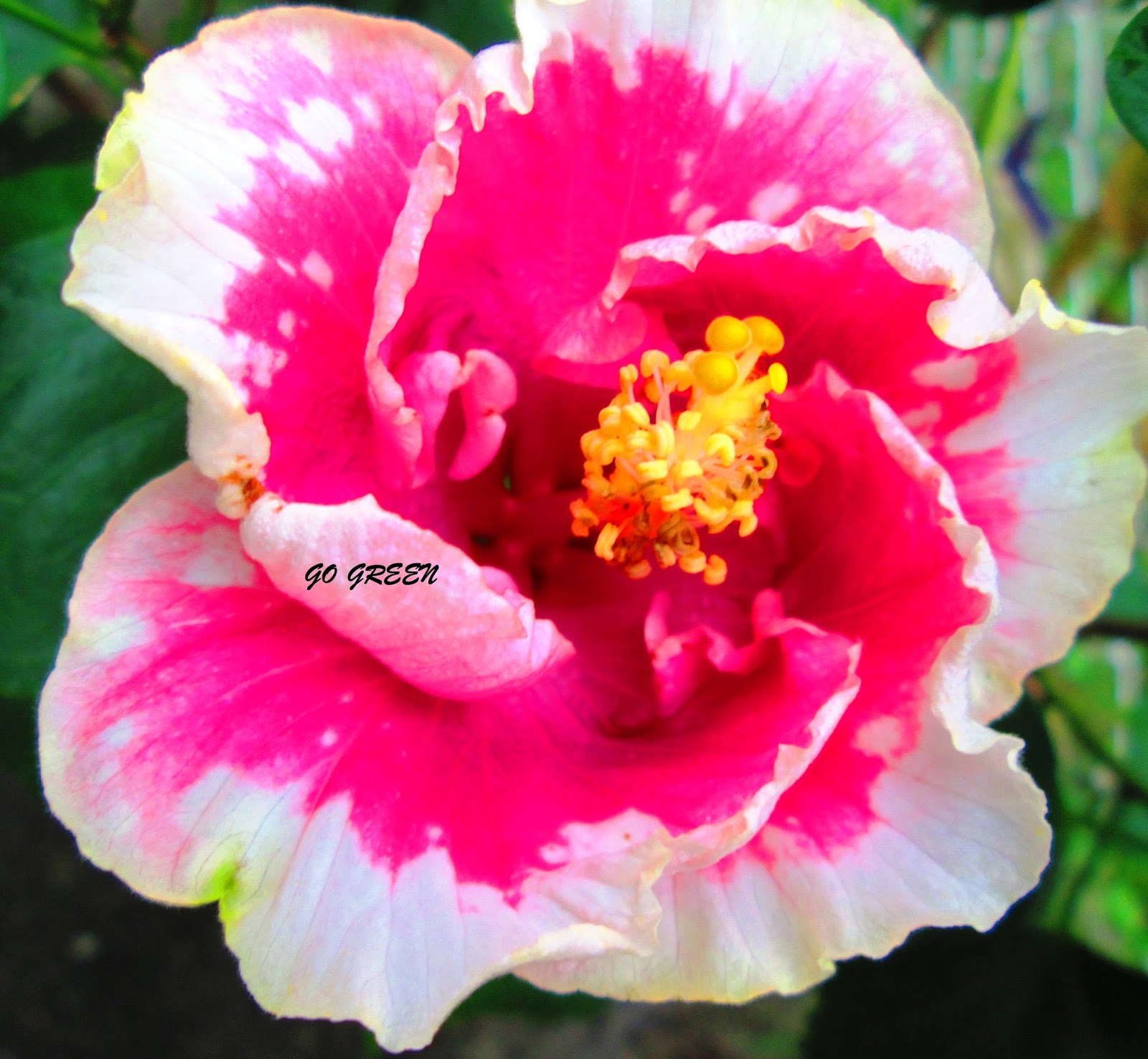 GoGreen Travel: Bunga Raya / Hibiscus