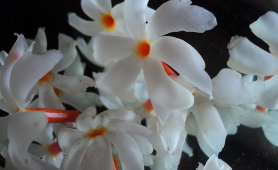 Beautiful Bangladesh: Flowers In Bangladesh