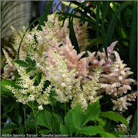 Plant Gallery - Encyklopedia Roślin: Panicle inflorescence examples ...