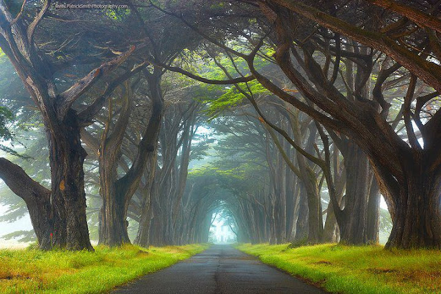 Amazing Tree Lined Path - azee