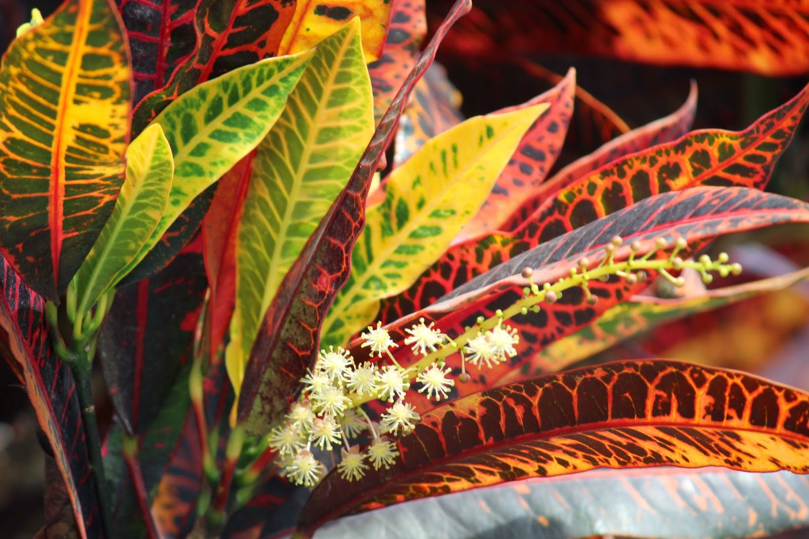 Uma flor por dia: Cróton