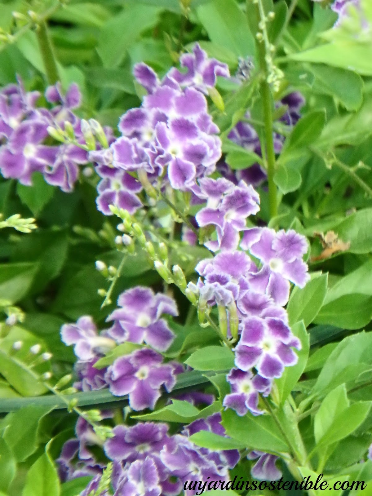 Duranta erecta Alba (Duranta, Flor del cielo etc.)