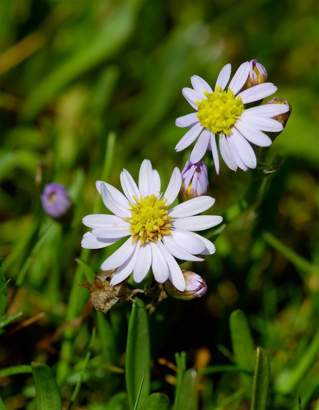 Scottish Wildlife Blog