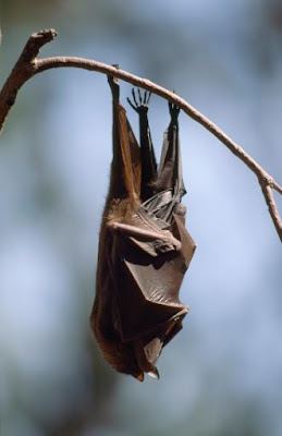 Rodrigues via Mauritius: Bats matter...!