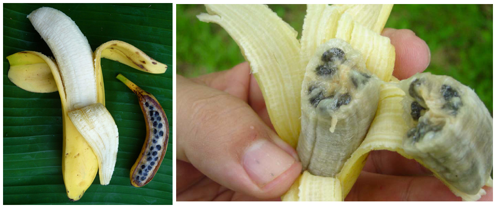 La historia de las plantas : La historia del banano y Plátano