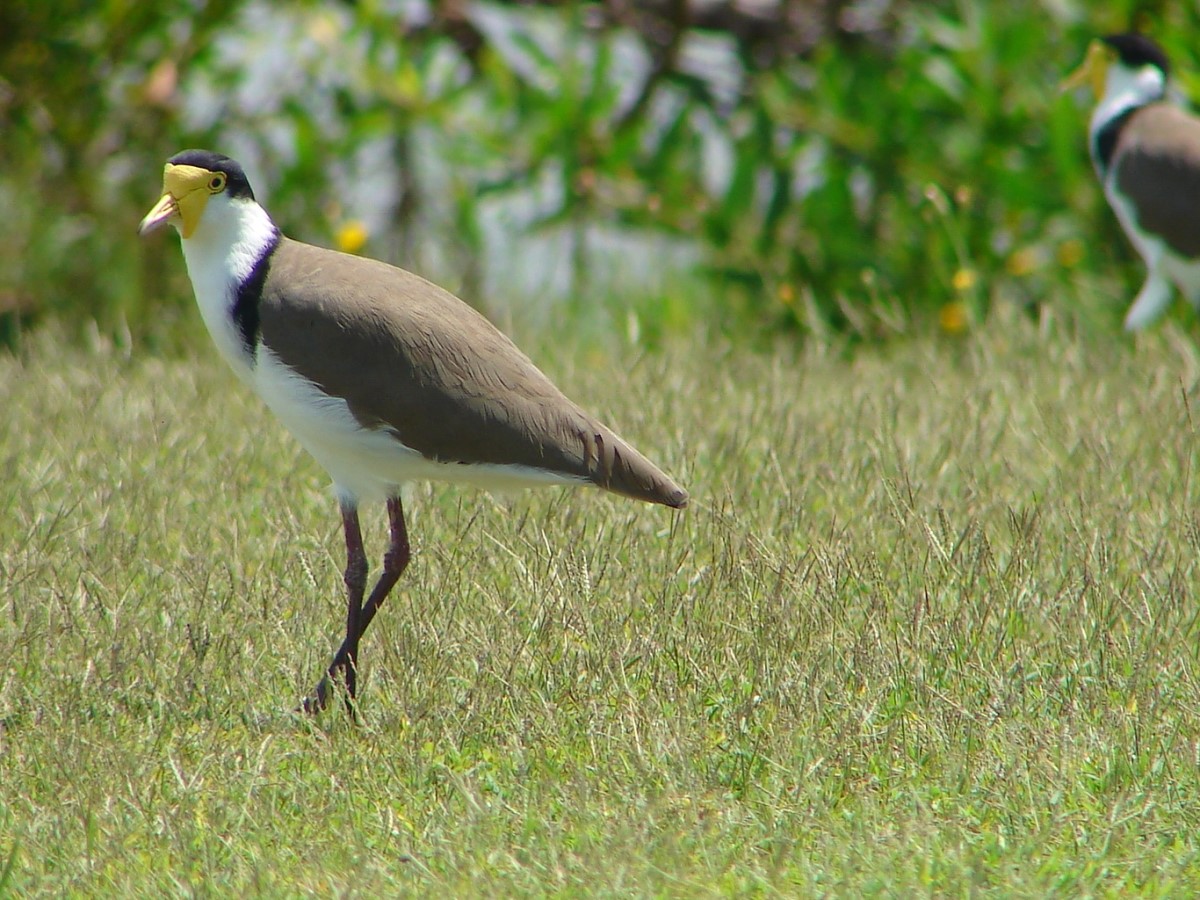 Snap Happy Birding: Australian Magpie-Lark + Masked Lapwing (Plover)