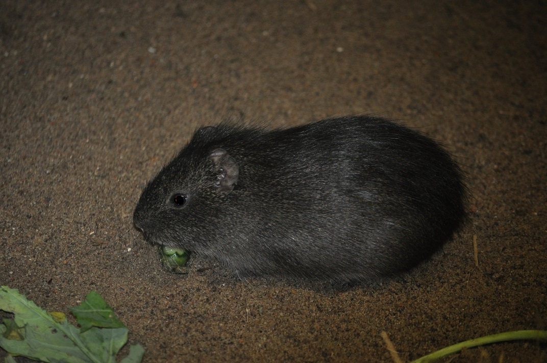 ZOOTOGRAFIANDO (6.100 ANIMALS): CUIS / BRAZILIAN GUINEA PIG (Cavia aperea)