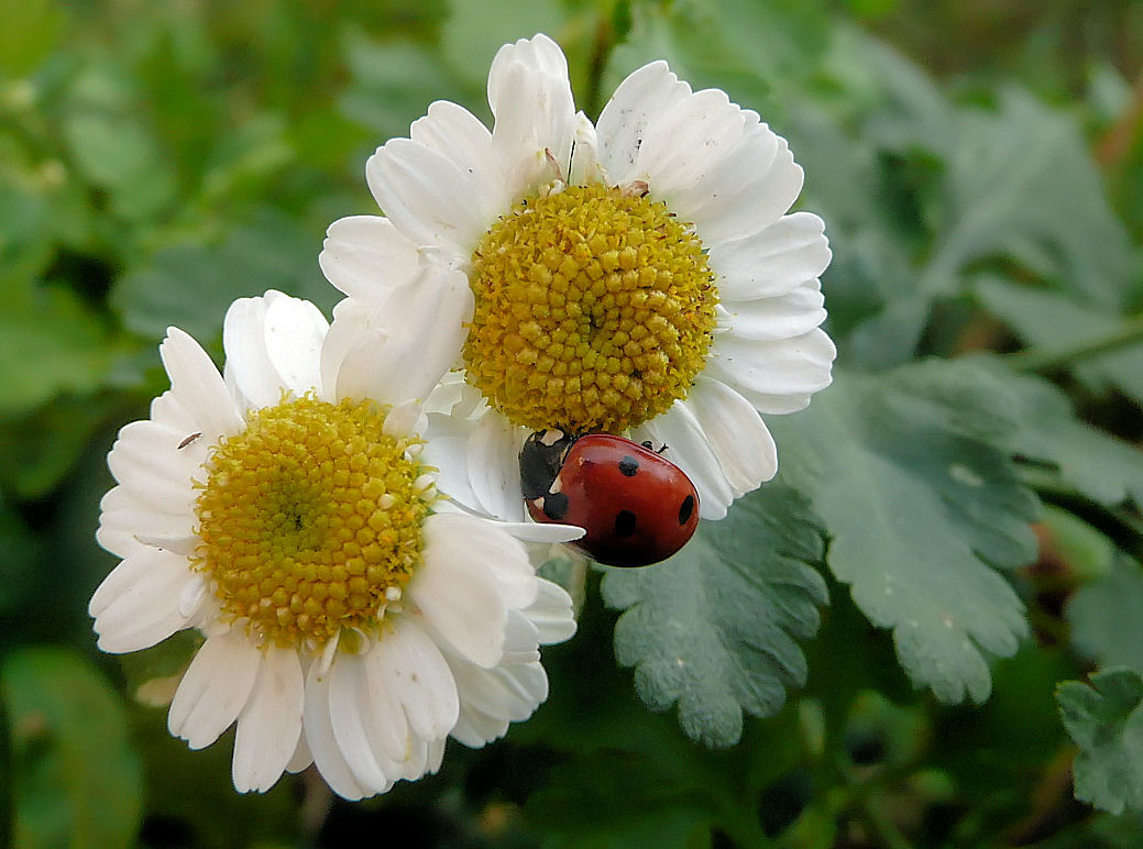 ...COQUELICOTS, COQUILLAGES...et BELLES PAGES !: Les coccinelles posent ...