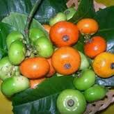 sepanjang jalan pulang: BUAH MENCEPU @ CCUPU @ CEGHOPU @ KECUPU