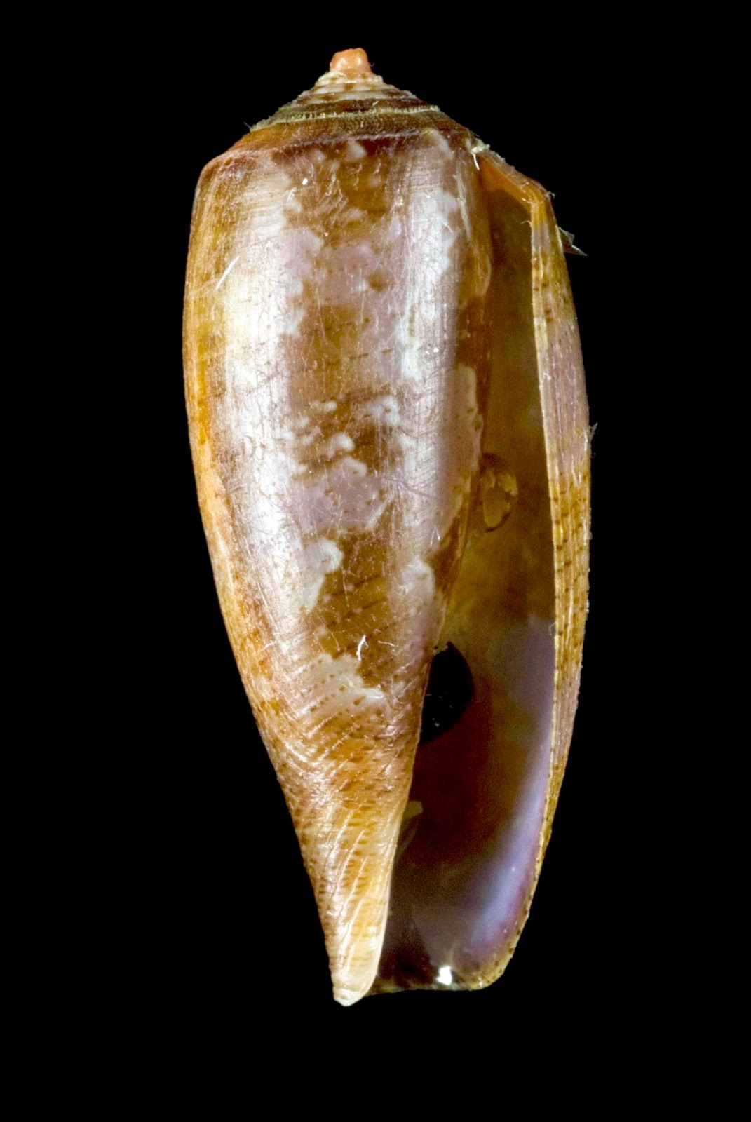 Médiation - Phylogénie des gastéropodes marins: Les spécimens