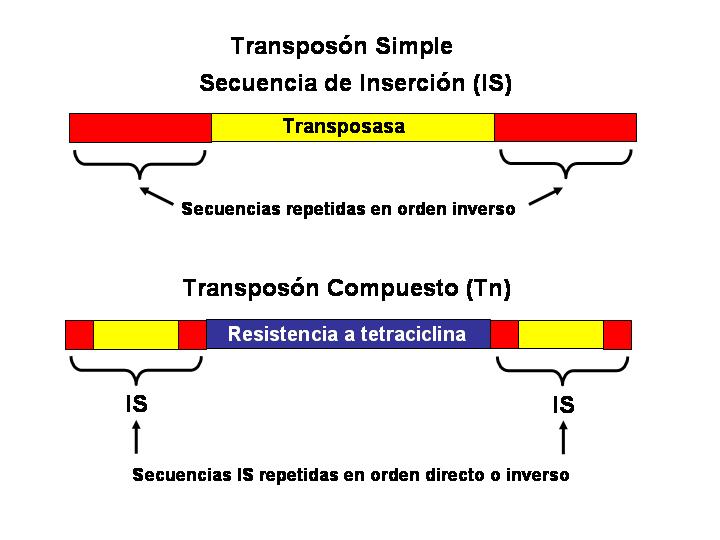 elidene perez: tarea transposones