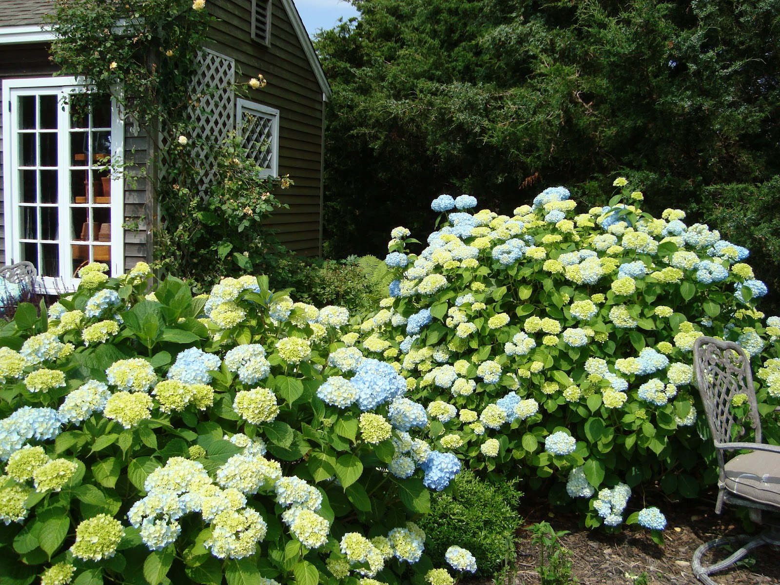glimpses of glory: Hydrangea Heaven