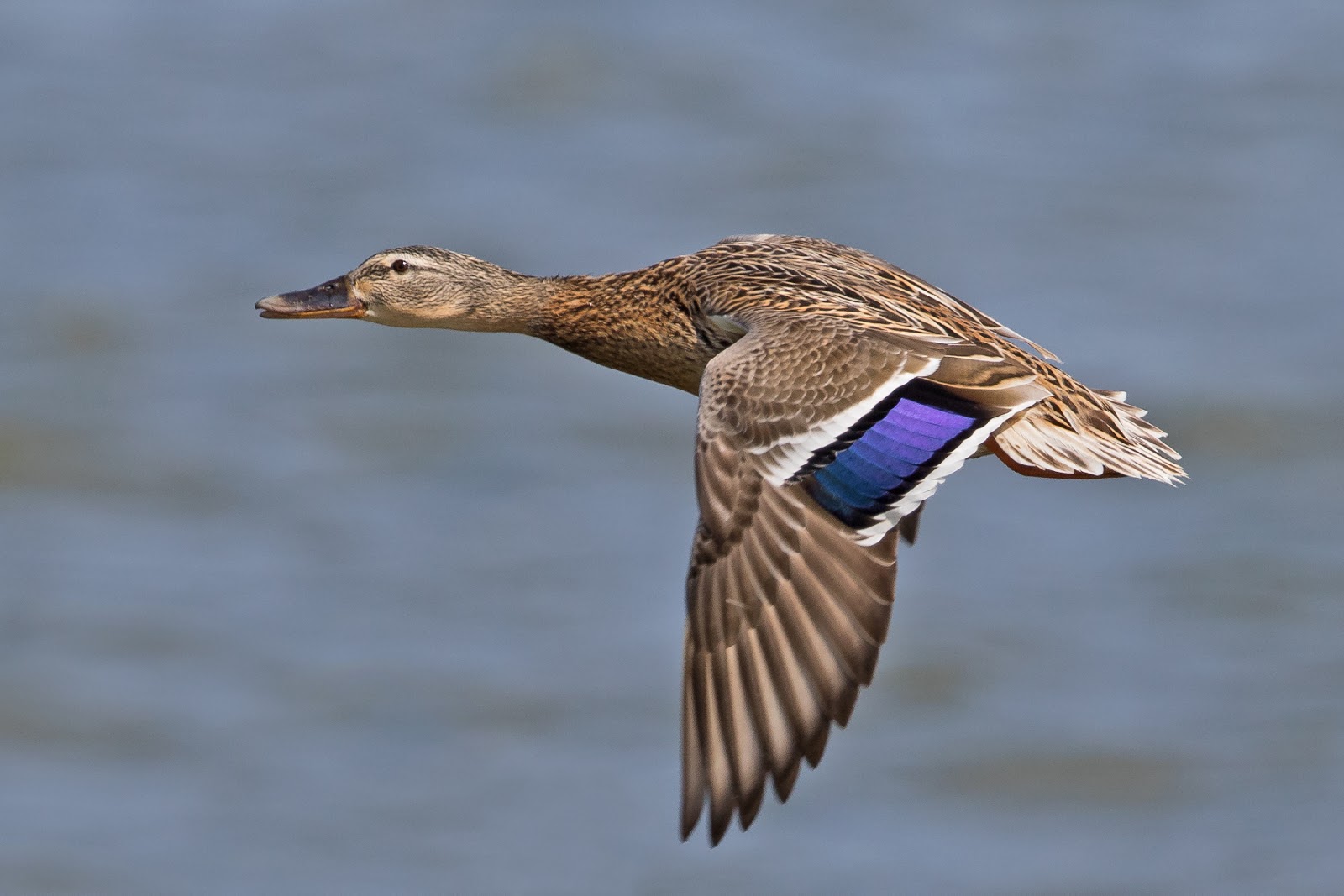 PETER'S PORTFOLIO..............Bird & Wildlife Photography: Mallard