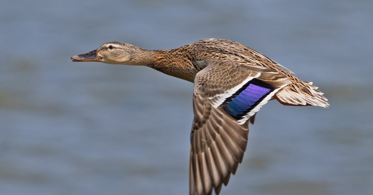 PETER'S PORTFOLIO..............Bird & Wildlife Photography: Mallard
