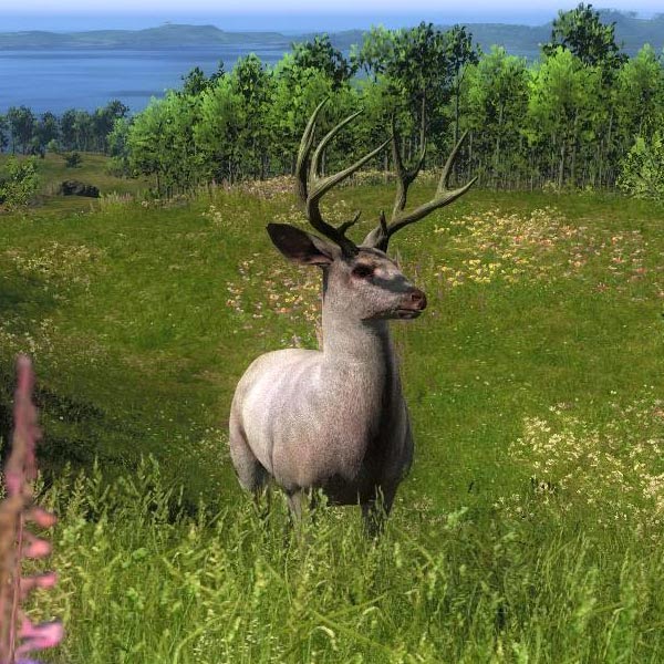 TheHunterDicas-Br: Animais - Veado Mula