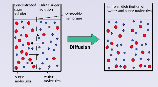 Natasha Tai's Biology Journal 2012 : Diffusion part 2 - 2 August 2012