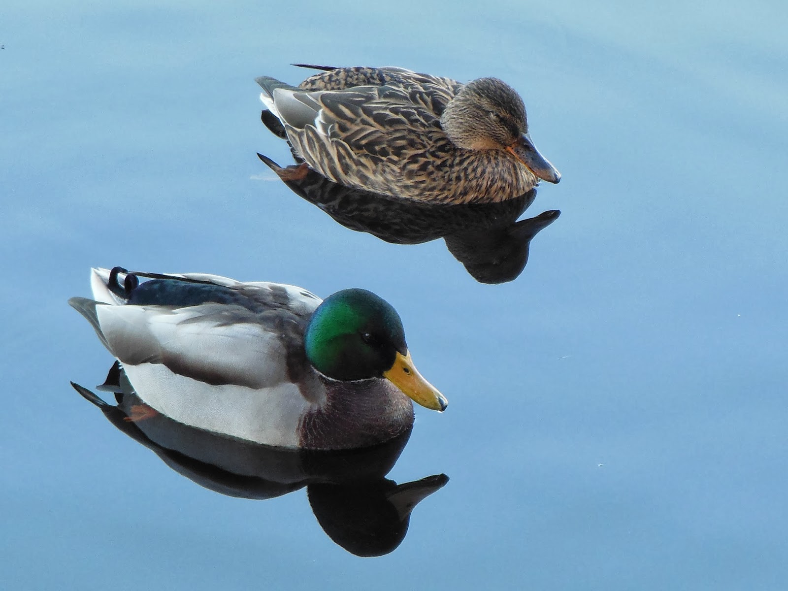 The word "duck" in European languages : r/europe