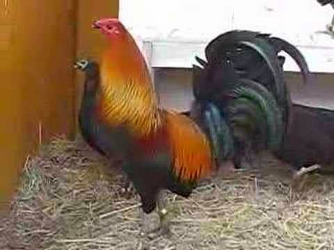 Gallos 2014: LOS BROWN RED