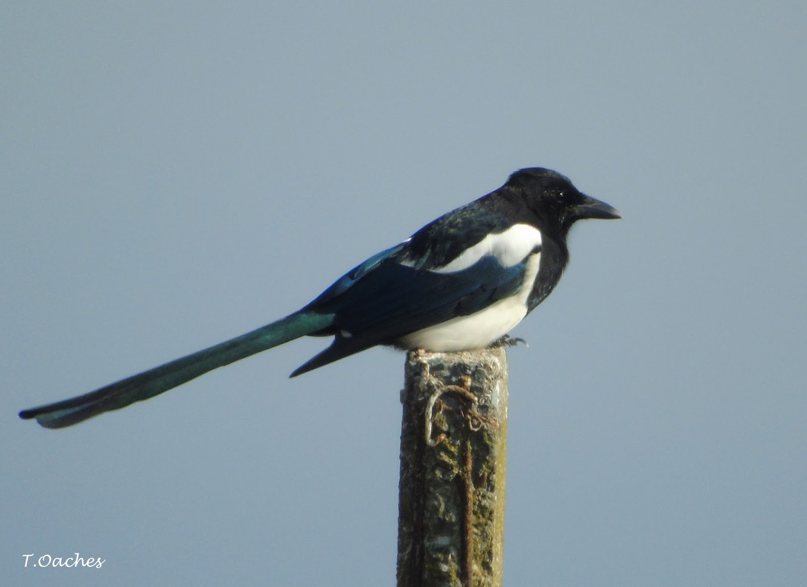 PASARI DIN ROMANIA: COTOFANA, Pica pica