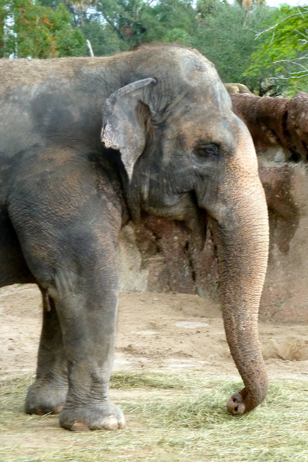 Photos Now and Then: Elephant, old and wise