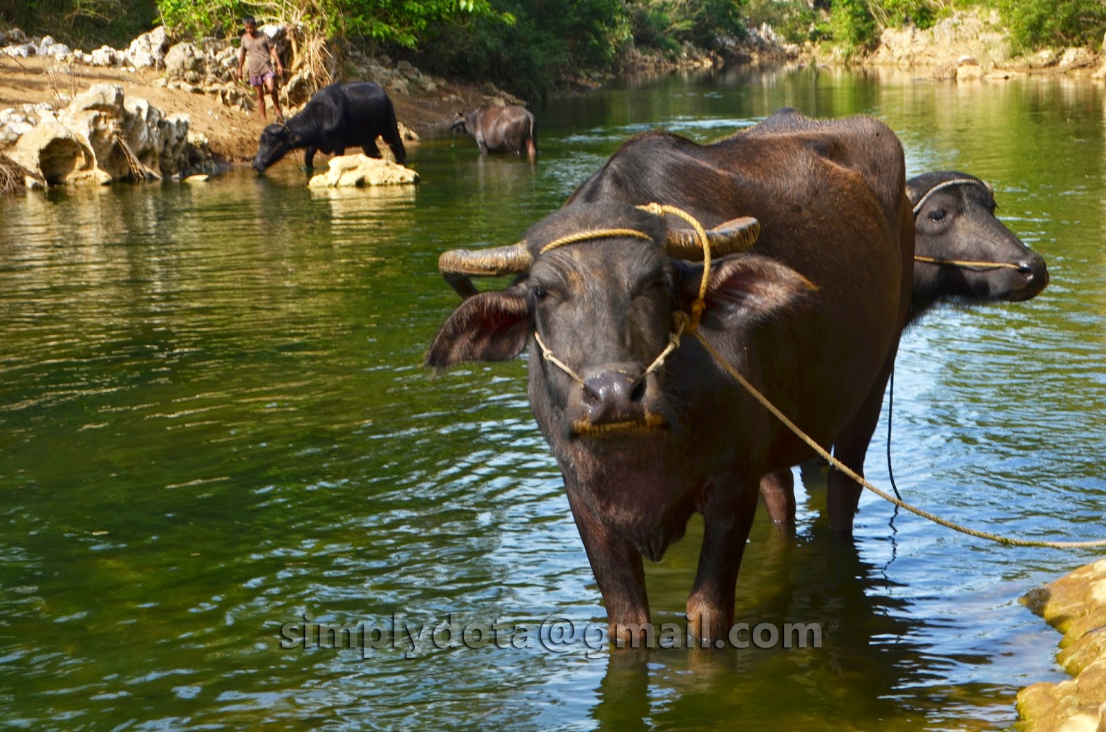 Blissful Xperience: Kalabaw