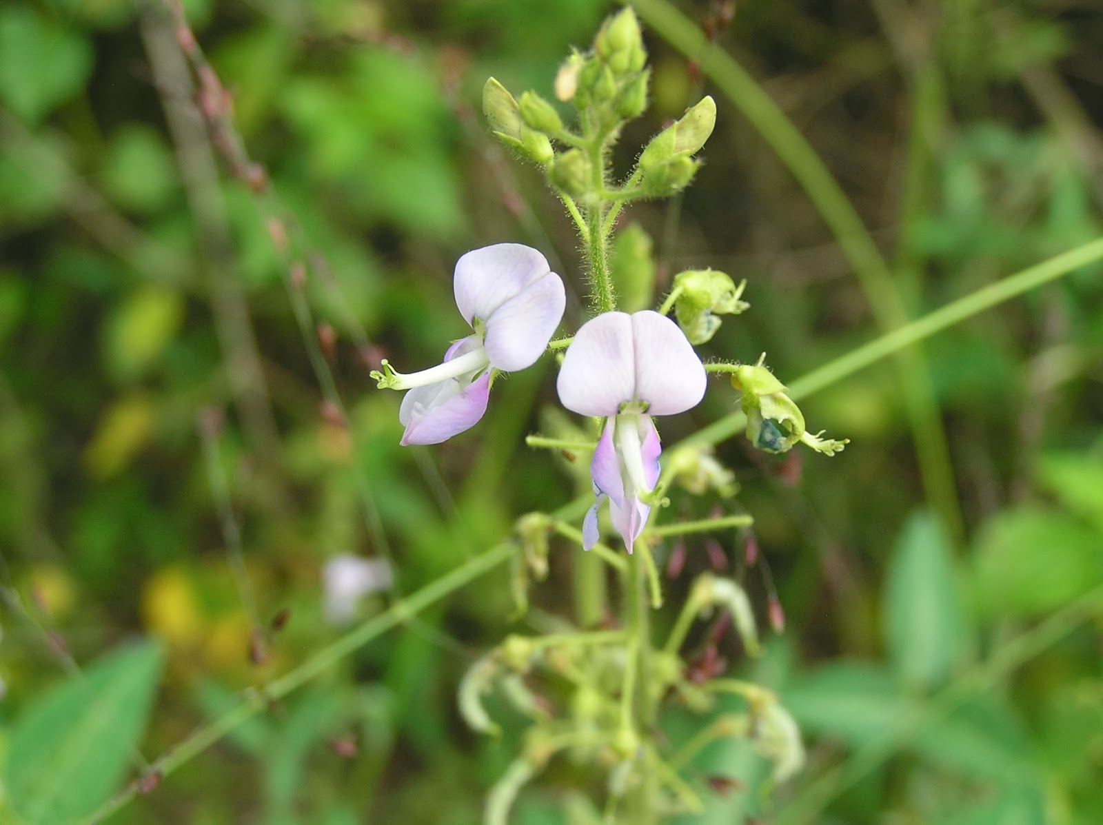 Earth on the Wing: Flowers of Rwanda