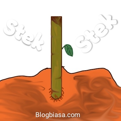 5 Manfaat, keuntungan, kelebihan stek batang, daun & akar pada tanaman