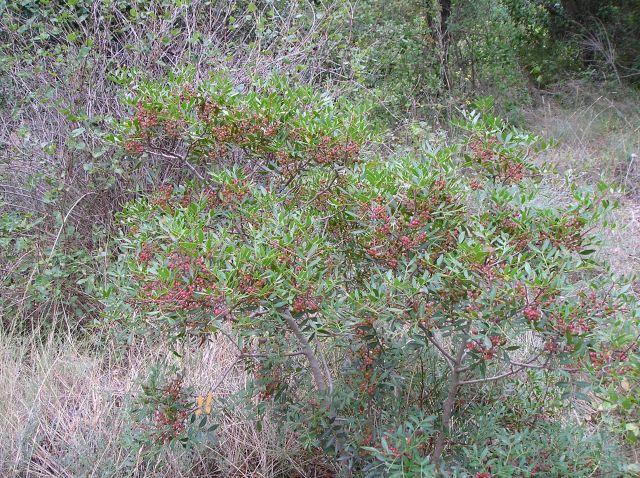 Muntanyes de Mallorca: Flora de Mallorca
