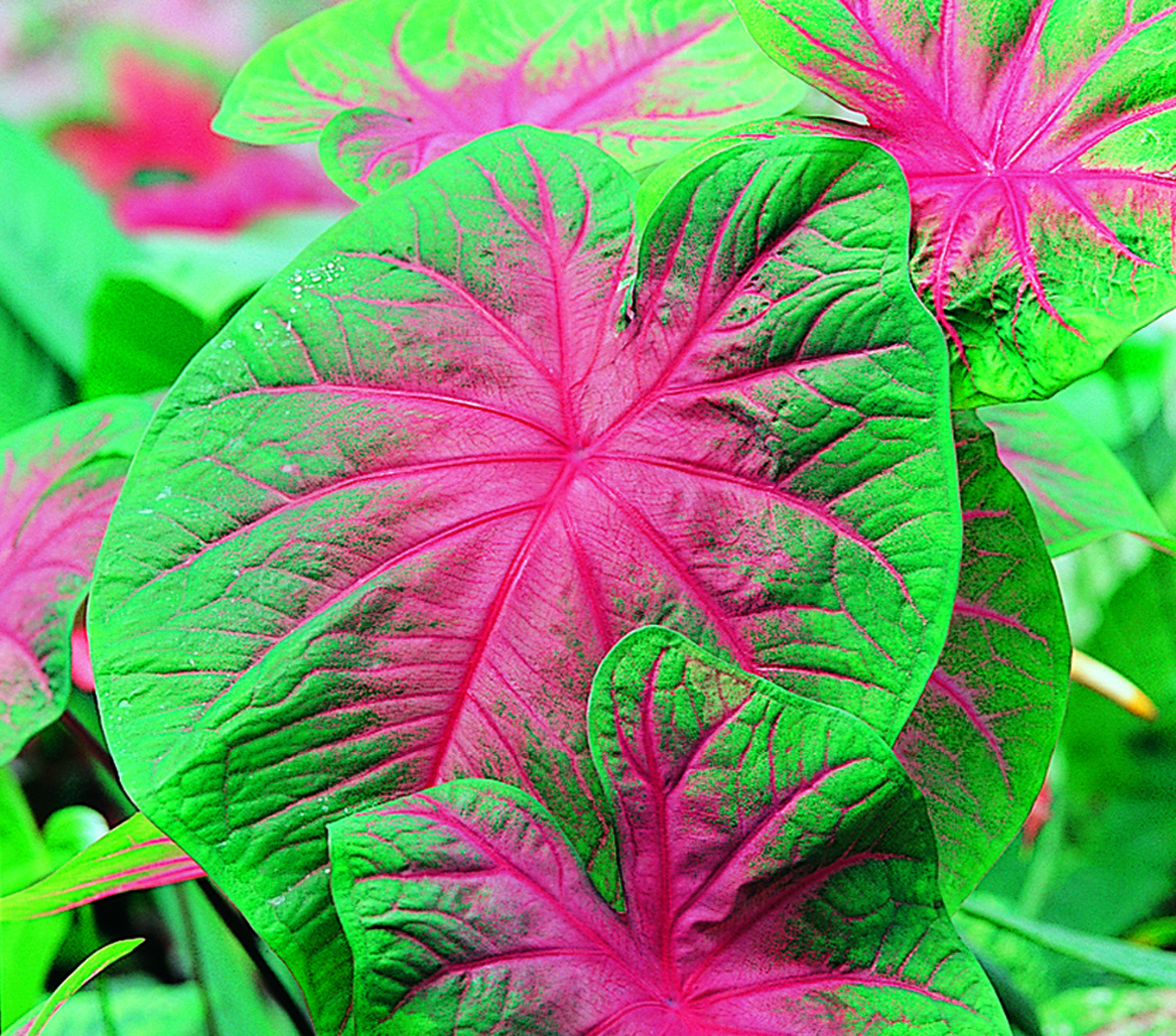 Les caladiums | Flore de l’île de la Réunion