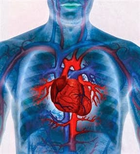 TU SALUD Y LA NUTRICIÓN.: EL CORAZON