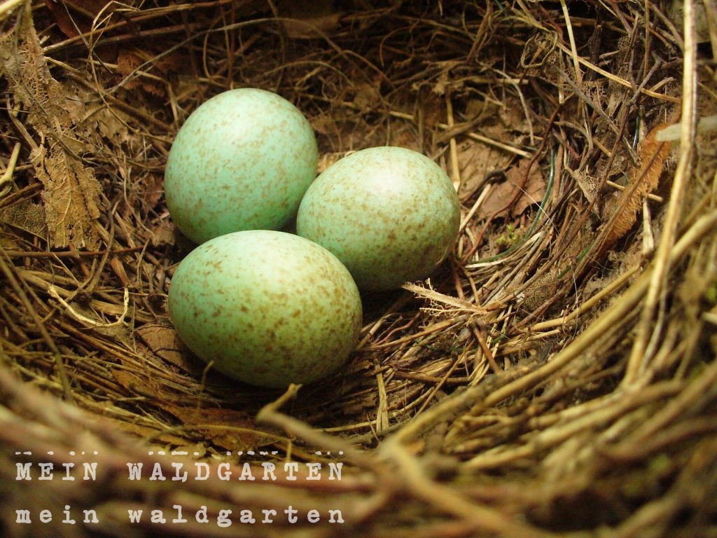 © Mein Waldgarten: Erst eins, dann zwei, dann drei . . . Vogelei