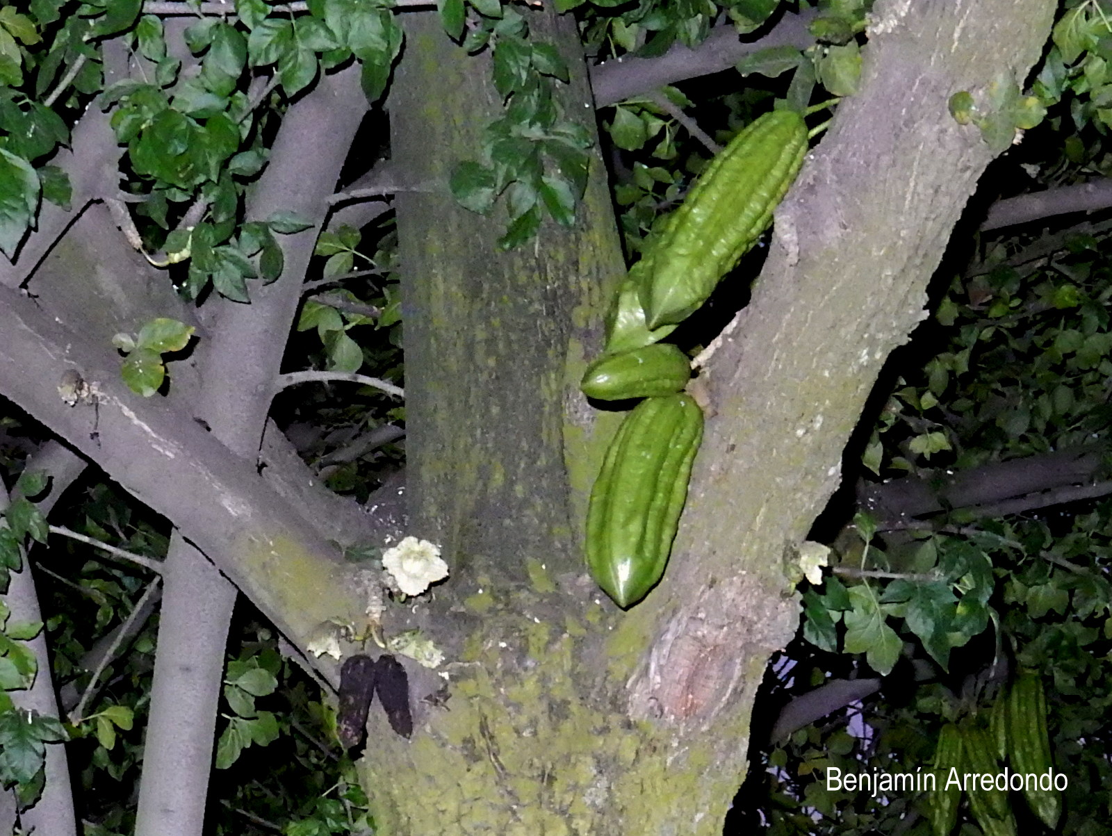 El Bable: El Chote y sus bondades
