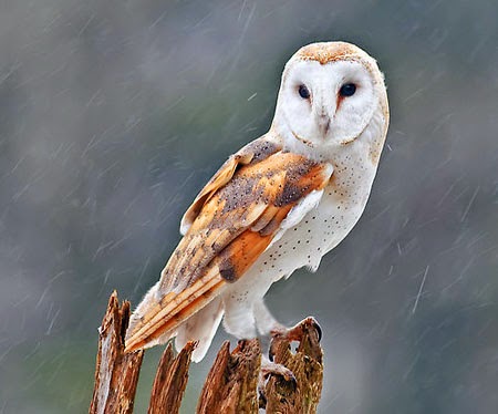 chim thần chết chim lợn | Chim canh - Cay canh - Chim bo cau - Chao mao ...