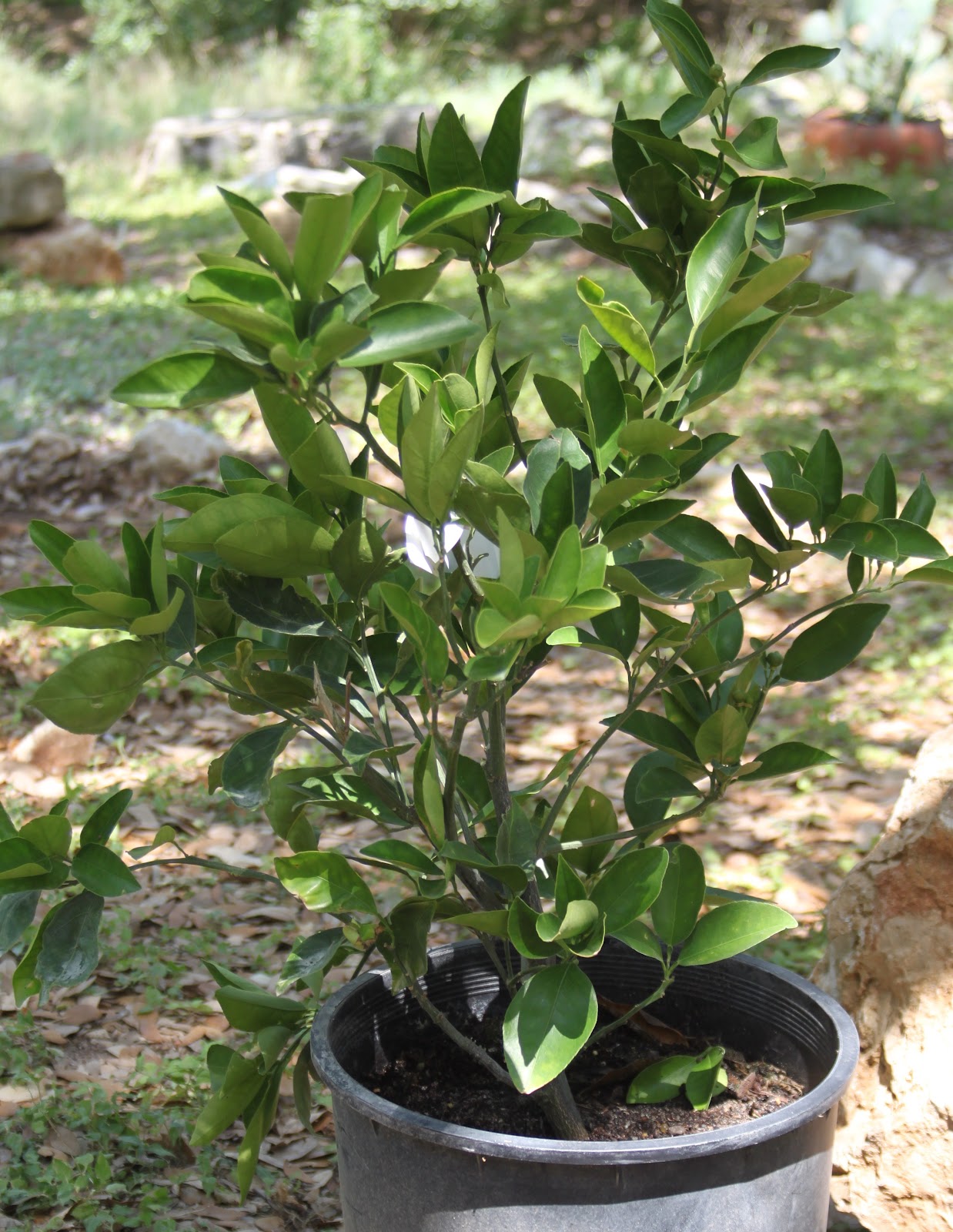 Rock-Oak-Deer: Orange Frost Frenzy!