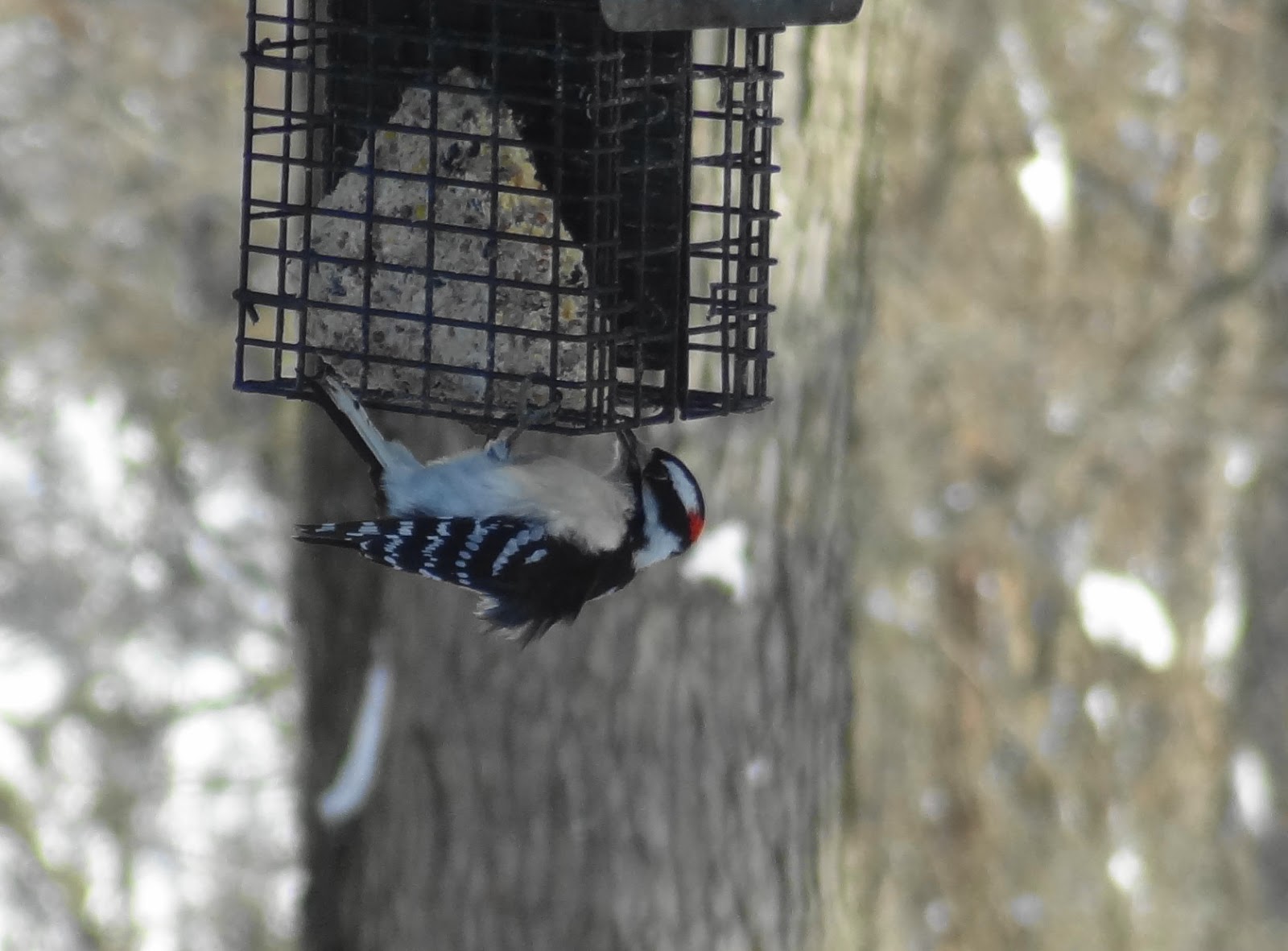 Live and Learn-Toss and Turn: Hungry Birds