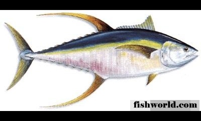 Types of Tuna | FISH WORLDs.com