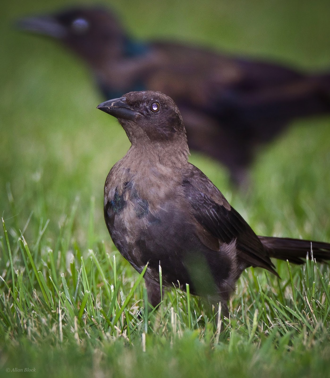 Feather Tailed Stories: Common Grackle