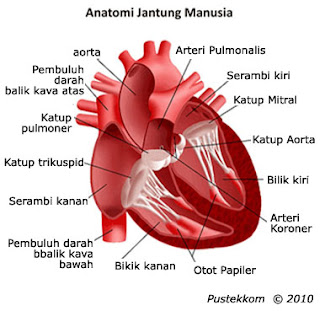ANATOMI JANTUNG